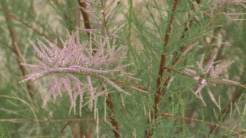 Tamarisk Flower Flowering in Spring Stock Footage Video (100% Royalty ...