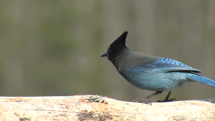 The Crow at Rocky Mountains National Park, Colorado image - Free stock ...
