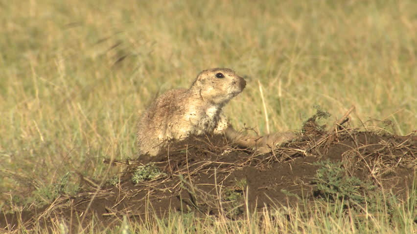 Black-tailed Prairie Dog Digging in Stock Footage Video (100% Royalty ...