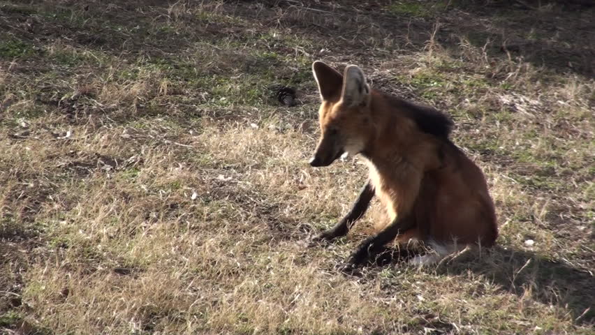maned wolf adult lone sitting resting Stock Footage Video (100% Royalty ...
