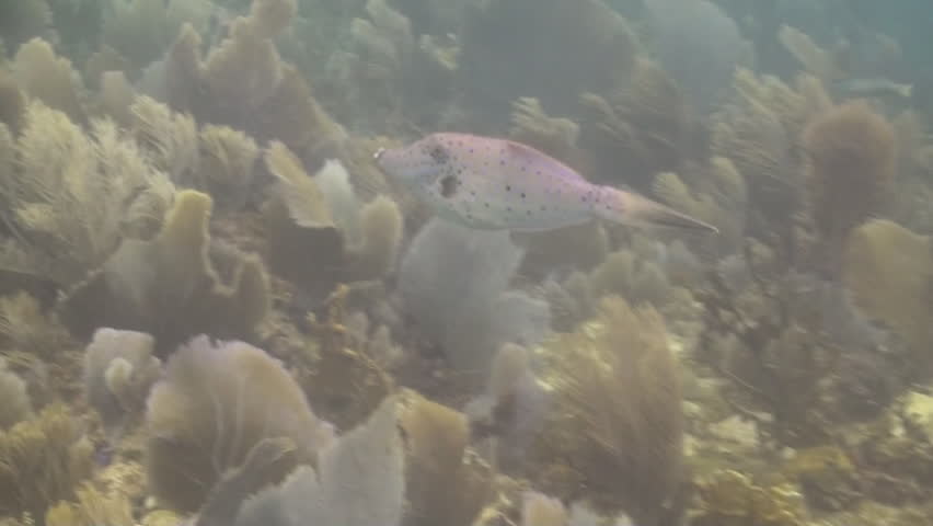 Scrawled Filefish image - Free stock photo - Public Domain photo - CC0 ...