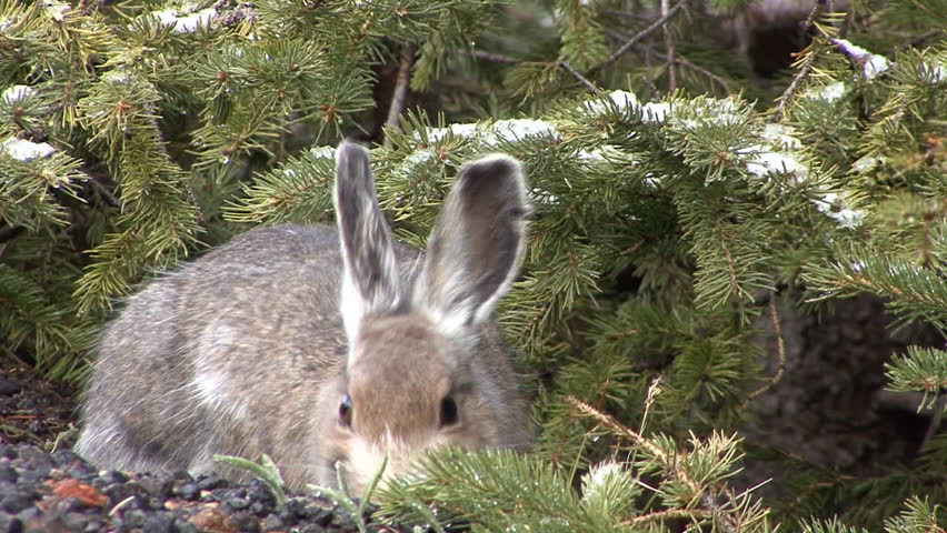Snowshoe Hare Adult Lone Eating Stock Footage Video (100% Royalty-free ...