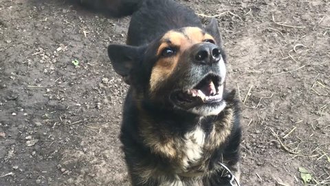 Evil German Shepherd Dog Aggressive Dog Stock Footage Video (100% ...