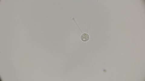 Infusoria Podophrya Under Microscope Stock Footage Video (100% Royalty ...