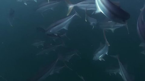 Big School Kingfish Comes Below Surround Stock Footage Video (100% ...