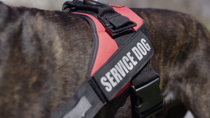 Special Harness Stock Video Footage - 4K and HD Video Clips | Shutterstock
