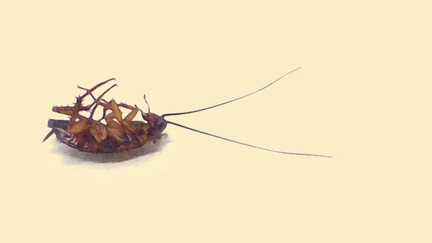 cockroach dying Stock Footage Video (100% Royalty-free) 10709756 ...