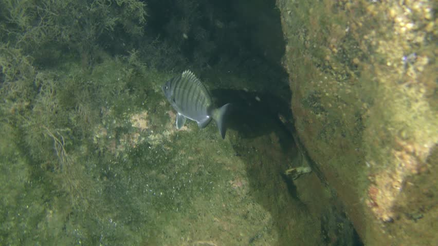 Charax puntazzo Stock Video Footage - 4K and HD Video Clips | Shutterstock