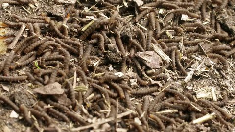 Swarming Worms Ground Grave Worms Death Stock Footage Video (100% ...