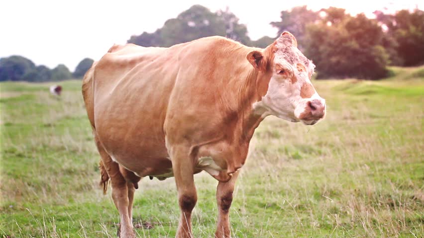 cow grazing field Stock Footage Video (100% Royalty-free) 1011581948 ...