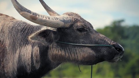 Laos Water Buffalo Side View Jungle Stock Footage Video (100% Royalty ...