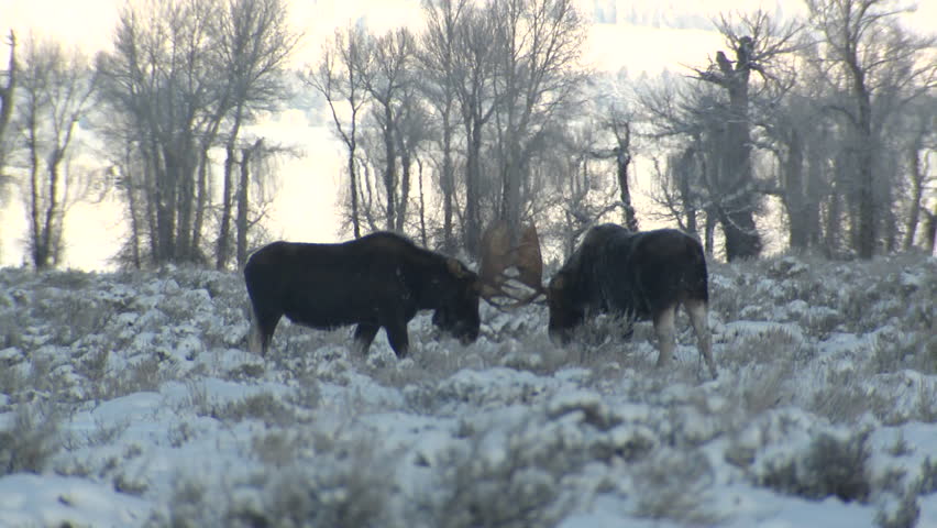 Two moose fighting image - Free stock photo - Public Domain photo - CC0 ...
