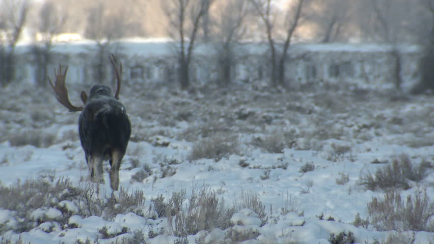 Two moose fighting image - Free stock photo - Public Domain photo - CC0 ...