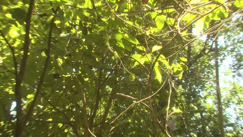 Tetraclinis Arar Araar Sictus Tree Genus Stock Footage Video (100% ...