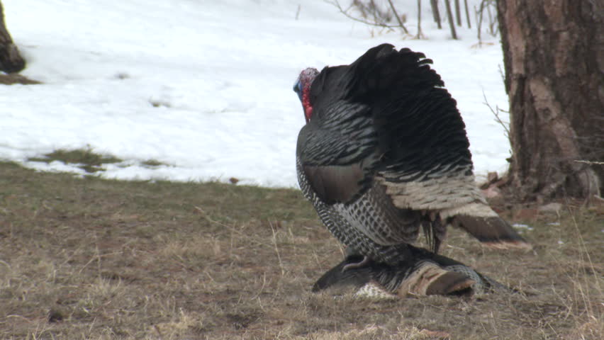 turkey male female adult pair turkeys Stock Footage Video (100% Royalty ...