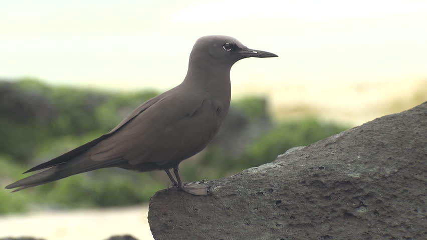 brown noddy tern lone fall ecuador Stock Footage Video (100% Royalty ...
