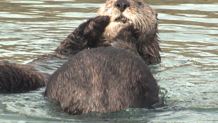 Sea Otter Male Female Adult Stock Footage Video (100% Royalty-free ...