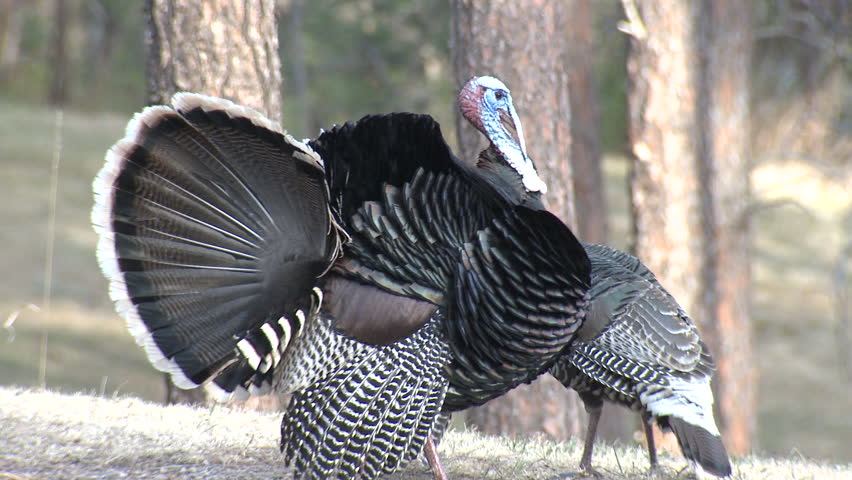 turkey male gobbler female hen adult Stock Footage Video (100% Royalty ...