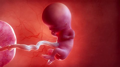 Medically Accurate 3d Animation Fetus Week Stock Footage Video (100% ...