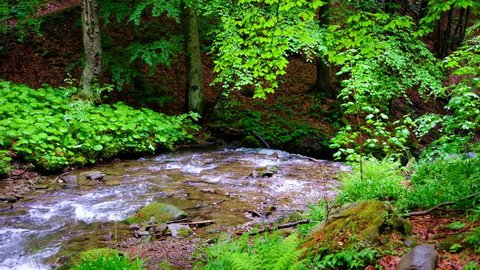 small stream flows through lush moss Stock Footage Video (100% Royalty ...
