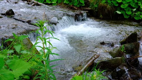 Forest Stream Running Over Mossy Rocks Stock Footage Video (100% ...