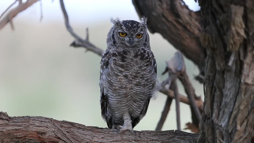 South african owls Stock Video Footage - 4K and HD Video Clips ...