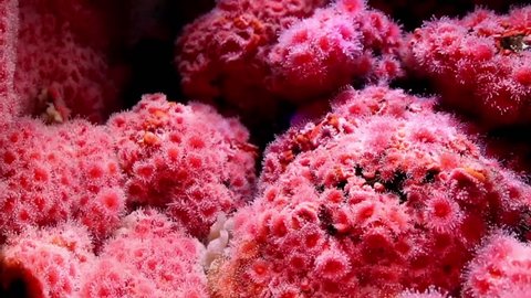 Underwater Sea Life Pink Sea Anemone Stock Footage Video (100% Royalty ...