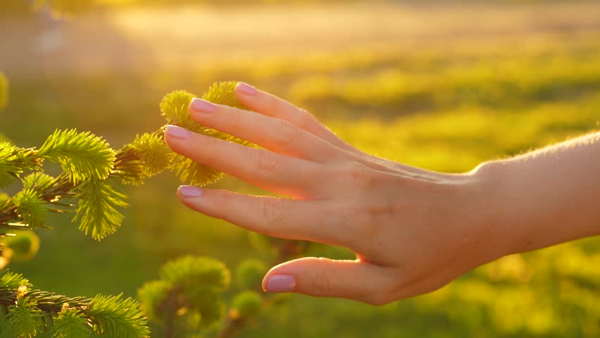 Woman Hand Gently Touch Small Stock Footage Video (100% Royalty-free ...