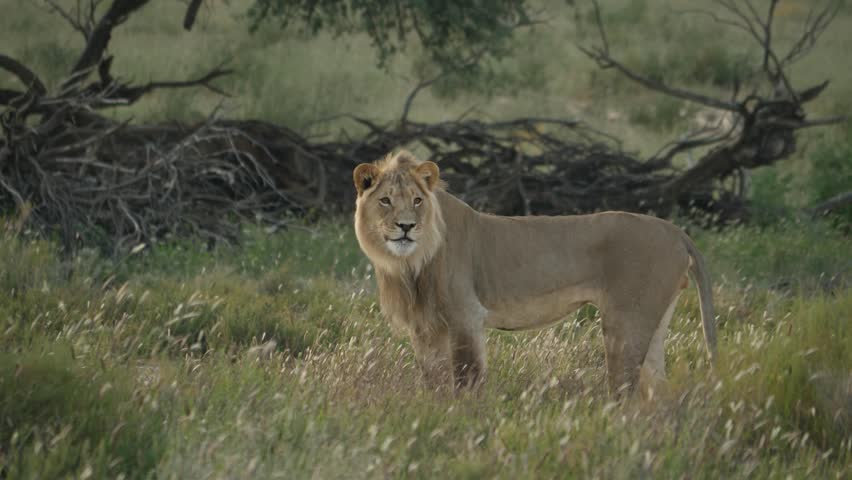 male lion walking alone kgalagadi transfrontier Stock Footage Video ...