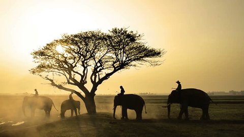 Elephants Caravan Elephant Family Elephant Village Stock Footage Video ...