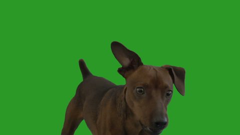 Miniature Pinscher Dog Be Angry On Stock Footage Video (100% Royalty ...