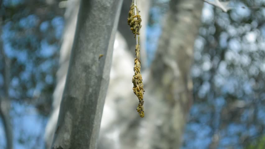 birch tree catkin seed pods sway Stock Footage Video (100% Royalty-free ...