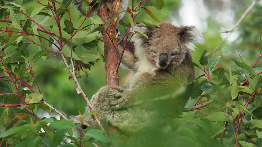Koala bear in a eucaluptus Stock Video Footage - 4K and HD Video Clips ...