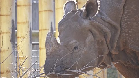 pig sticking bleeding process inside slaughterhouse Stock Footage Video ...