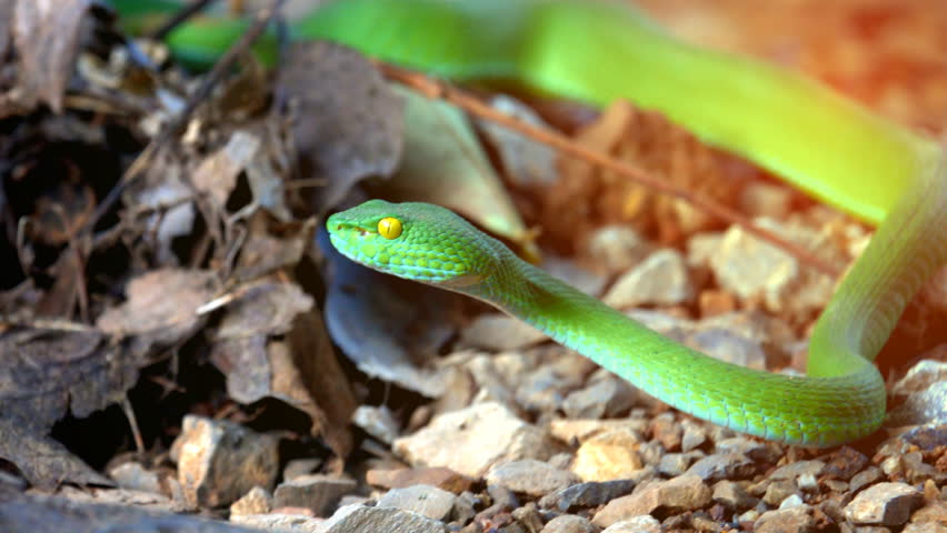 Scared snake Stock Video Footage - 4K and HD Video Clips | Shutterstock