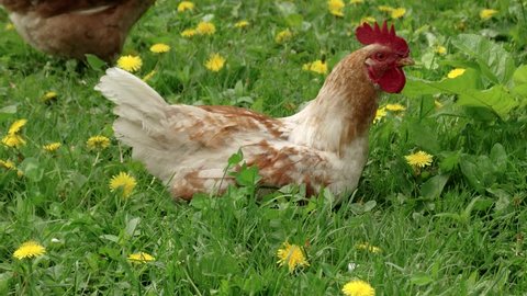 brooding hen covering chicks under her Stock Footage Video (100% ...