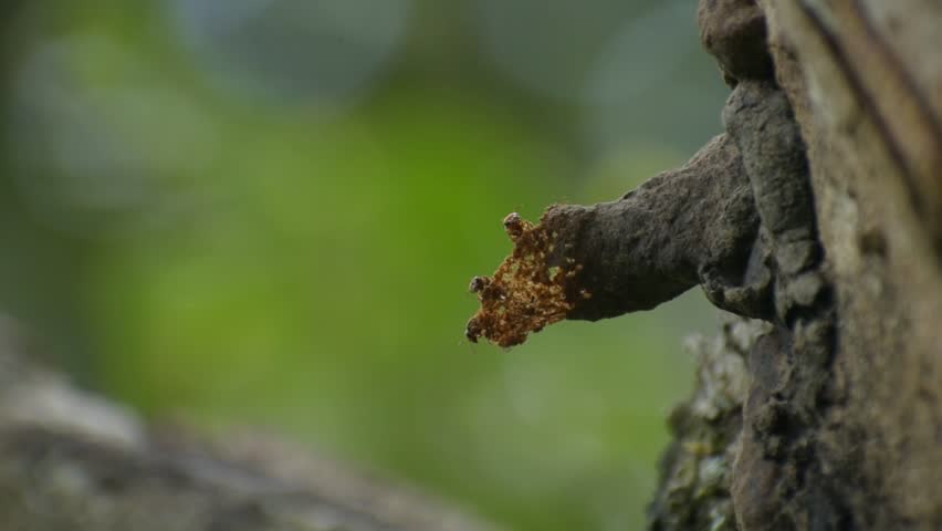 drunken baymen bees belize Stock Footage Video (100% Royalty-free ...