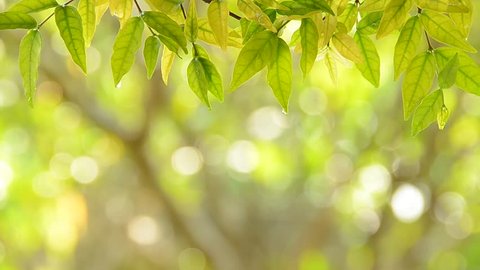Beautiful Spring Background Green Leaves Stock Photo (Edit Now) 127183046