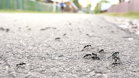 Closeup Ants Macro Ride On Bicycle Stock Footage Video (100% Royalty ...