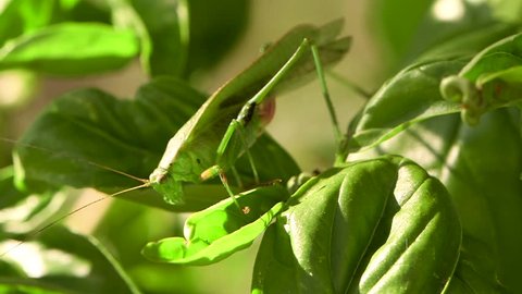 Turraea Heterophylla African Honeysuckle Family Meliaceae Stock Footage ...