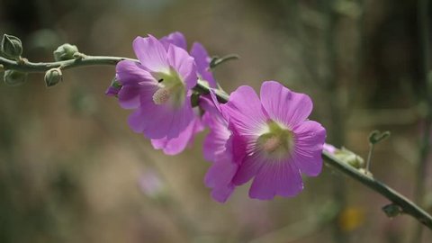 Alcea Genus About 60 Species Flowering Stock Footage Video (100% ...