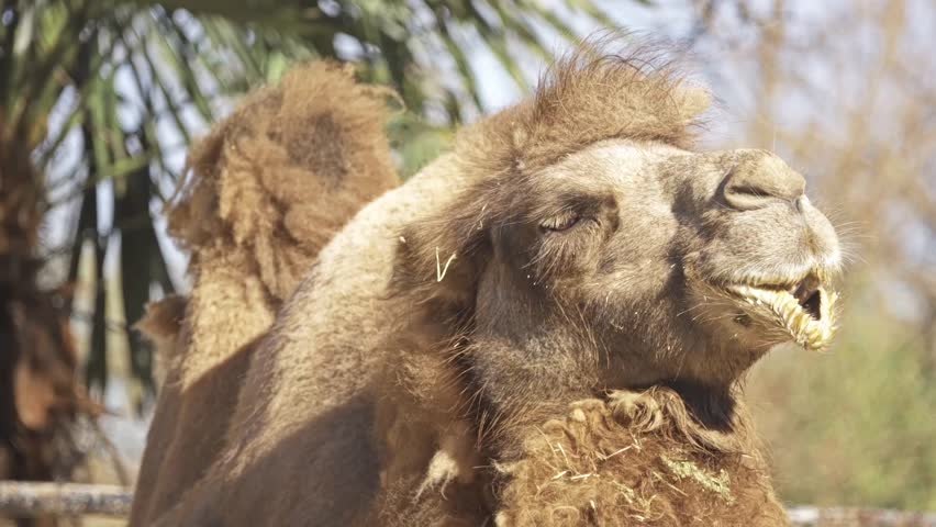 Bactrian Camels - Camelus bactrianus image - Free stock photo - Public ...