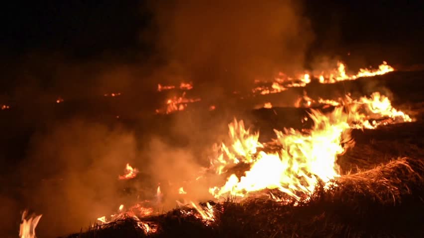 wide angle trees going flames forest Stock Footage Video (100% Royalty ...