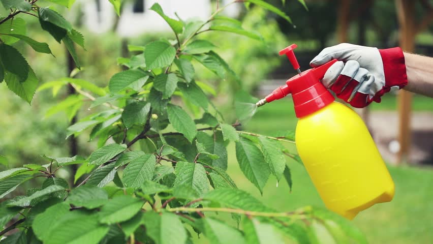 Gardener Spraying Cherry Tree Against Stock-video (100 % royaltyfri ...