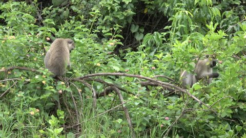 Vervet Monkey Eating Fruits Savannah Rwanda Stock Footage Video (100% ...
