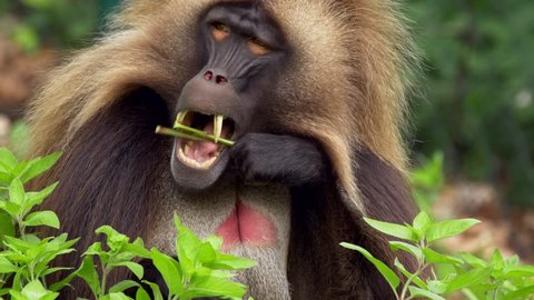 Gelada Theropithecus Gelada Eating Leaves Stock Footage Video (100% ...