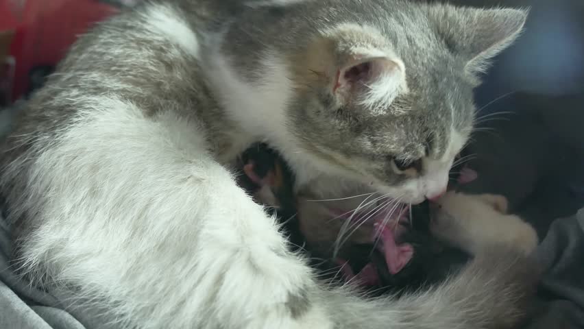 Mother Fluffy Cat Pregnant Give Birth Stock Footage Video 100 Royalty