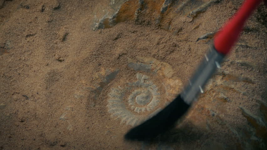 Large Fossilized Ammonite Shell image - Free stock photo - Public ...