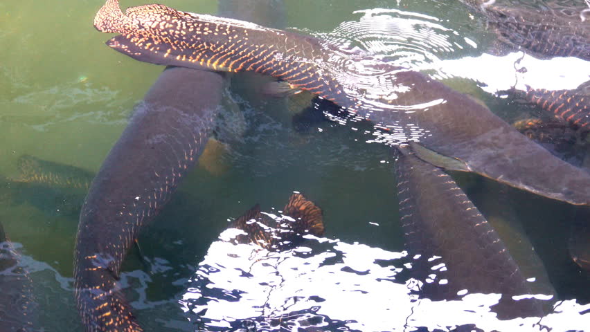 Arapaima image - Free stock photo - Public Domain photo - CC0 Images