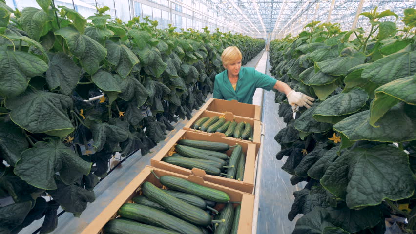 process harvesting cucumbers grown greenhouse Stock Footage Video (100% ...